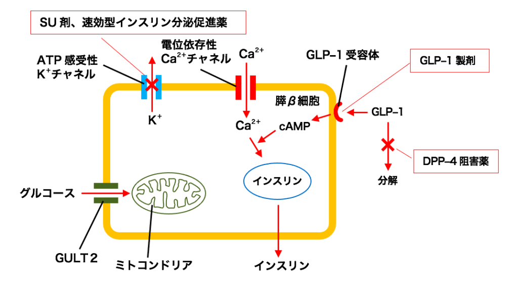 糖尿病治療薬 ジペプチジルペプチターゼ4（DPP-4）阻害薬 - yakugaku lab