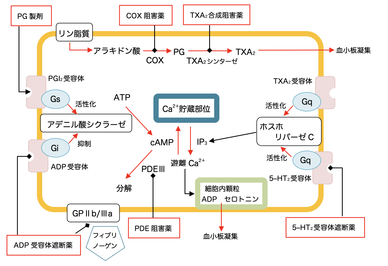 抗血小板薬 クロピドグレル硫酸塩 - yakugaku lab
